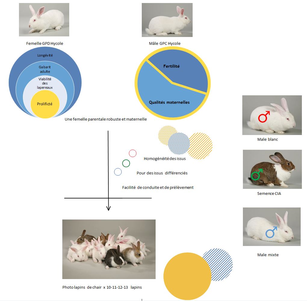 Notre cœur de métier - Hycole