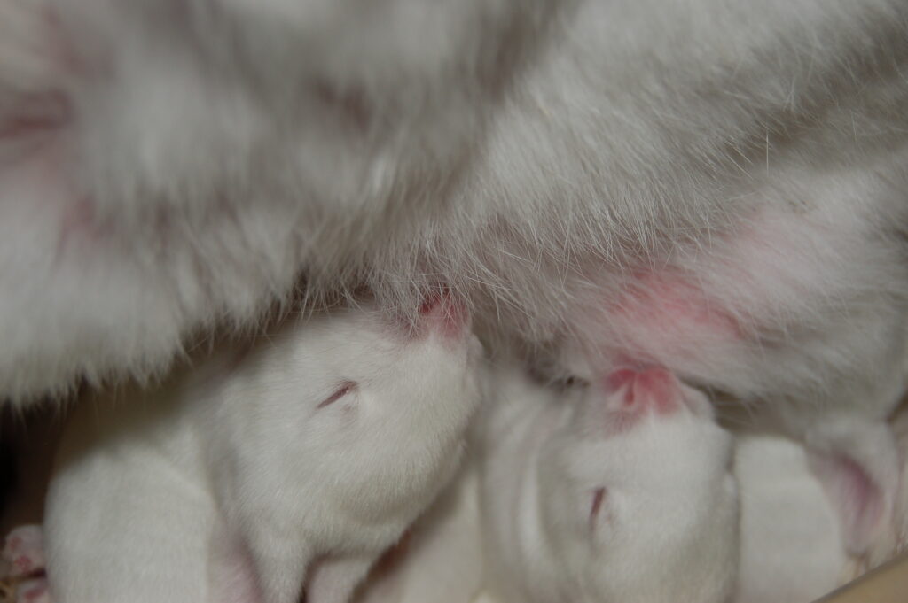 The company - Hycole