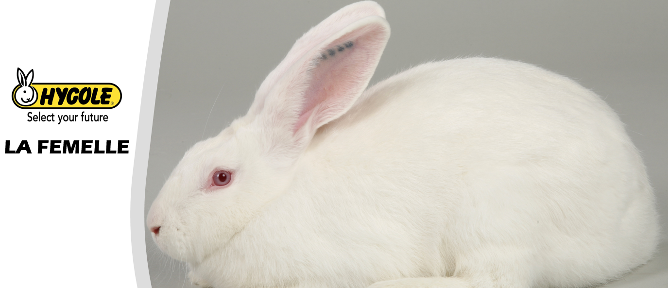 OBJECTIFS DE PRODUCTION DE LA FEMELLE HYCOLE - Hycole