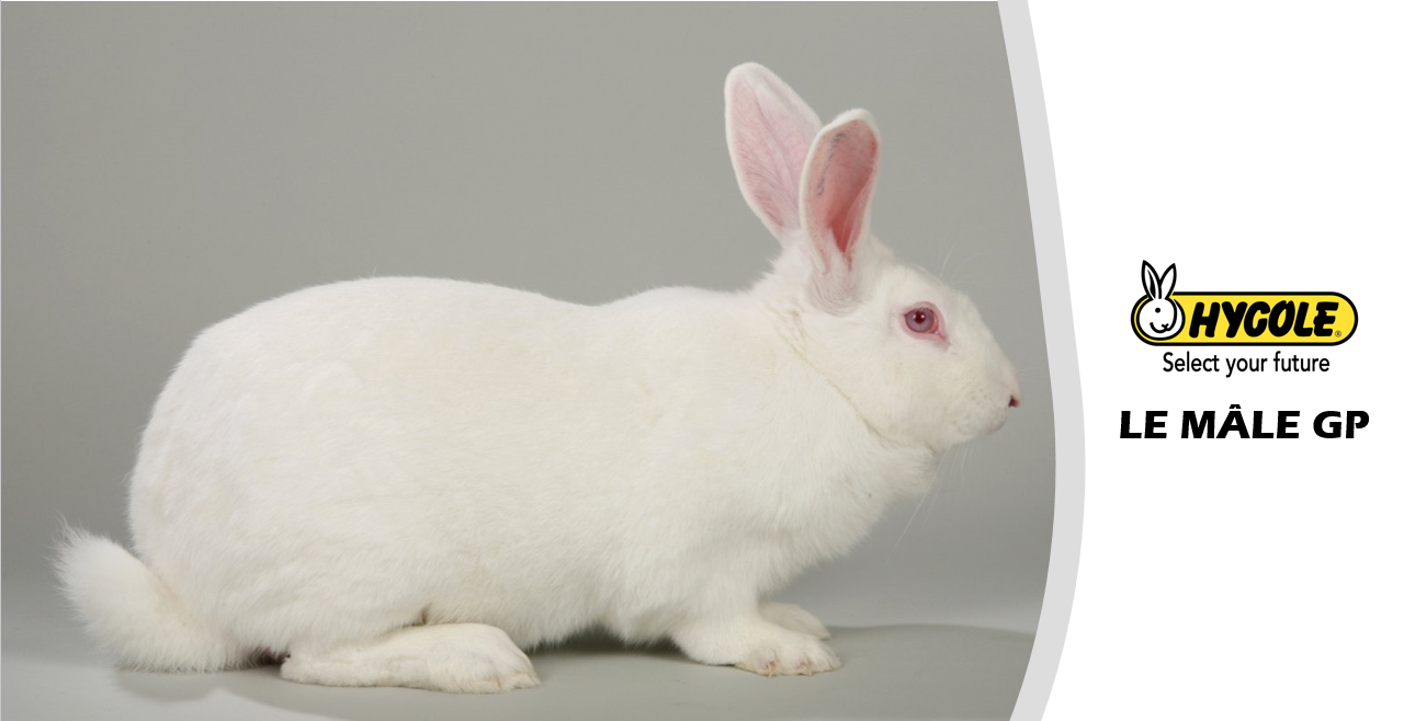 OBJECTIFS DE PRODUCTION DU MALE GPC HYCOLE - Hycole