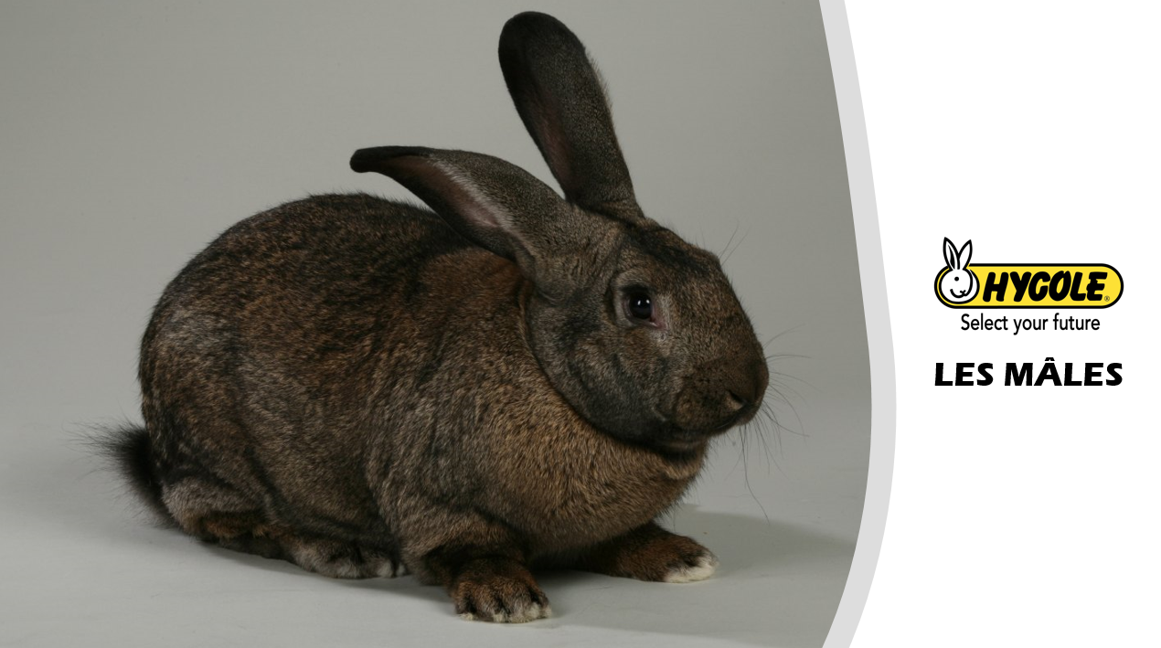 OBJECTIFS DE PRODUCTION DES MALES PARENTAUX HYCOLE - Hycole